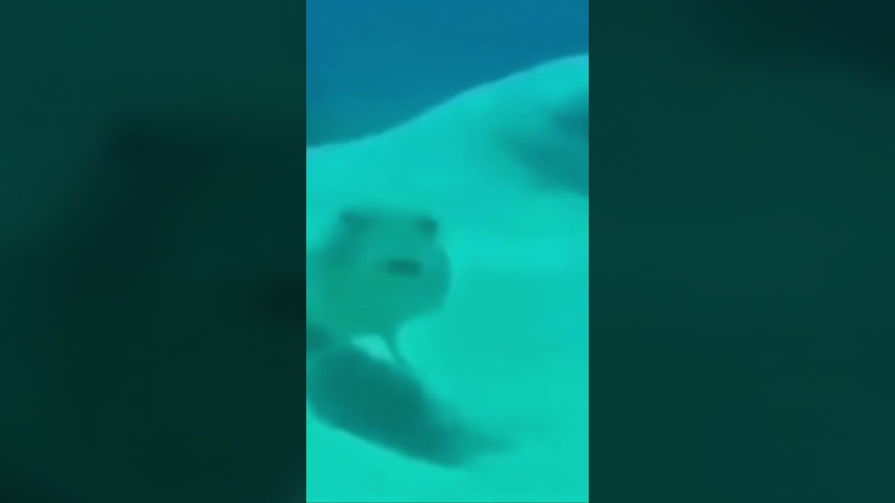 Tf they doin over there - YouTube