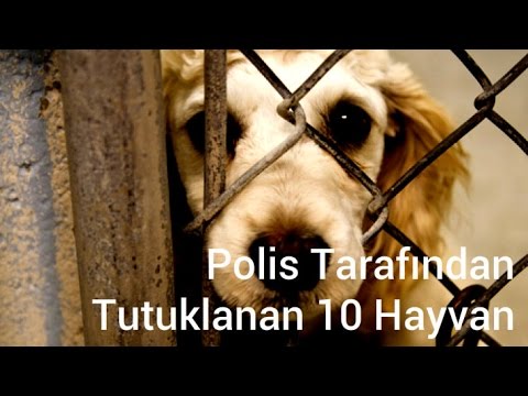 Polis Tarafından Tutuklanan 10 Hayvan