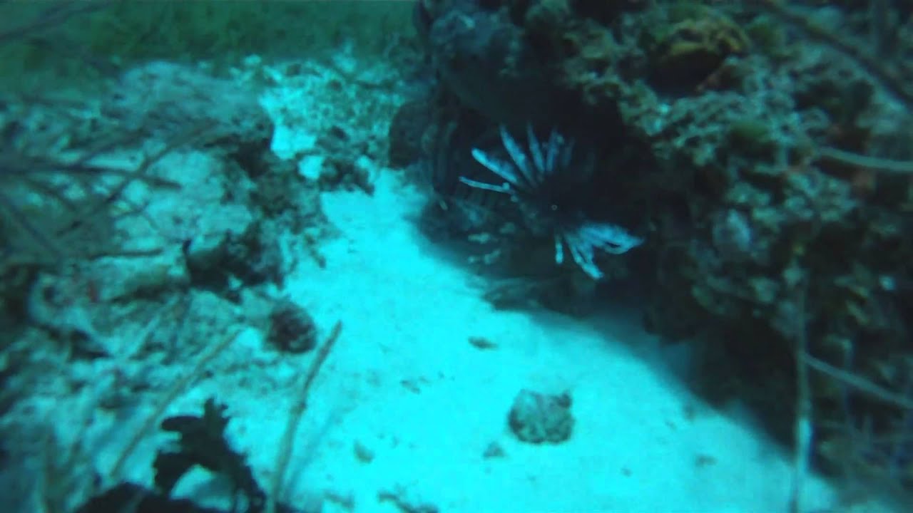 lionfish attack - YouTube