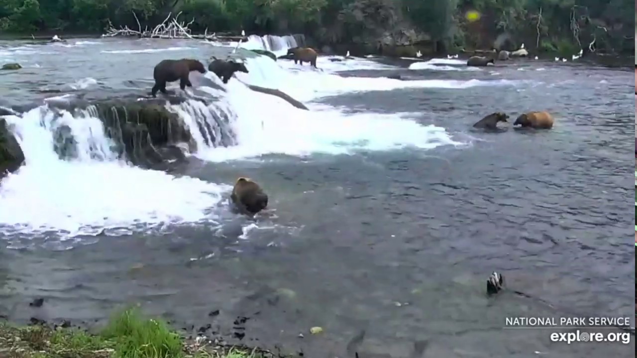 28 Jul 2019: Nine Bears - YouTube