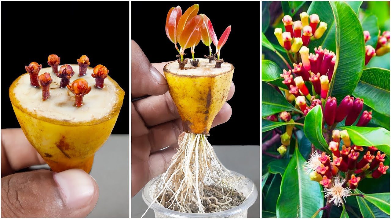 Spice to sprout || How to grow clove Plant from cloves at home - YouTube