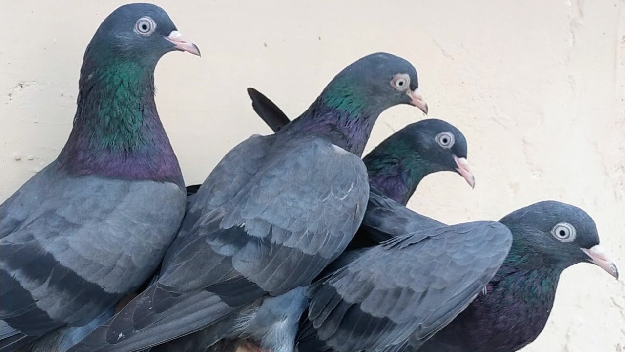 Pure Neely Teddy Kabootar Breed by Raja Farhan - YouTube