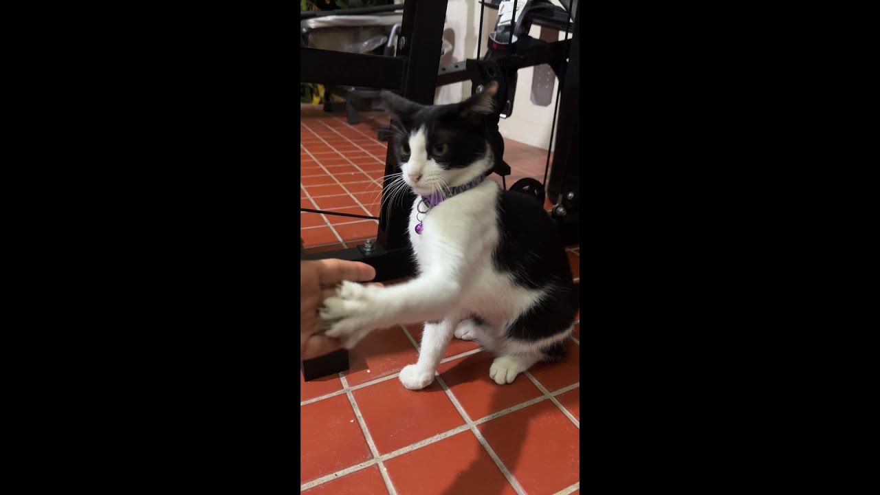 Cute Cat has a talent pawsome handshake | high five 🙌🏻 - YouTube