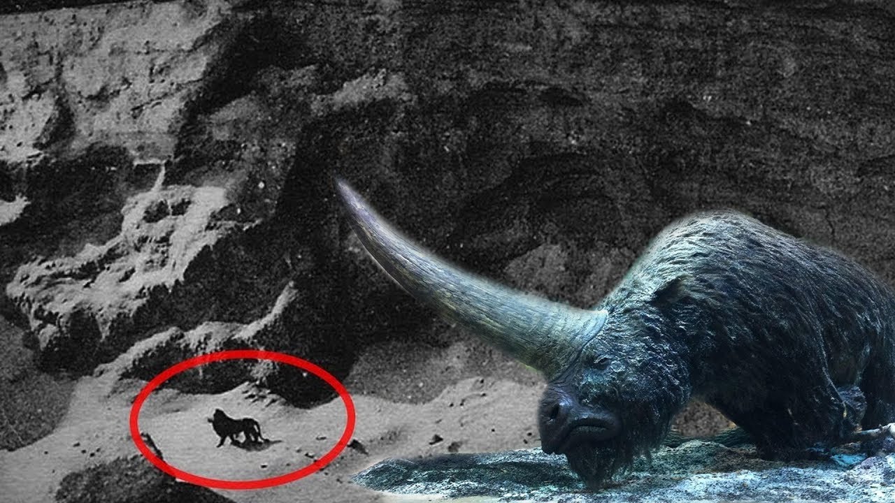 5 ÚLTIMAS IMAGENS de animais EXTINTOS - YouTube