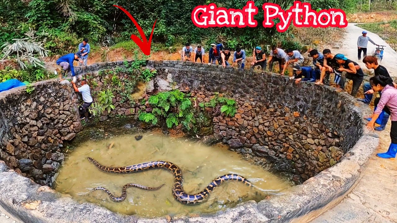 4 Brave Experts Catch Giant Python By Hand - YouTube