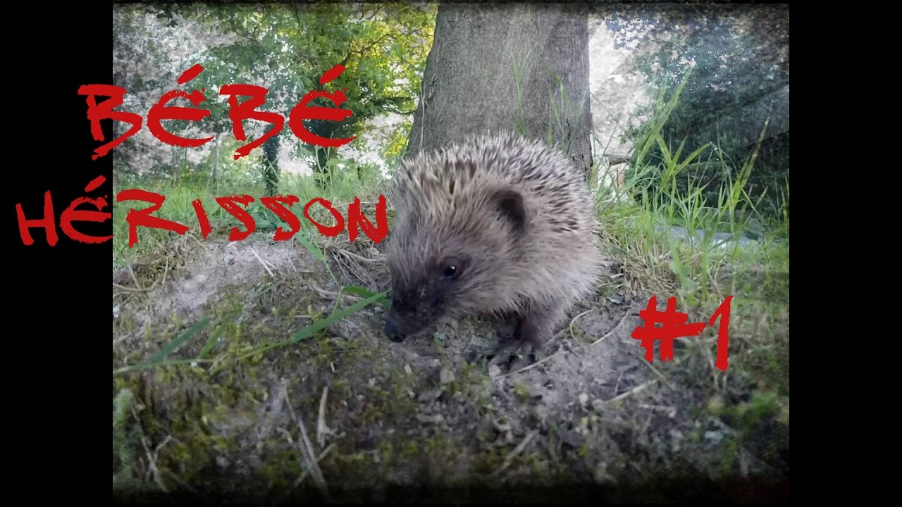 DÉCOUVERTE D'UN BÉBÉ HÉRISSON ! - GoPro HD - YouTube