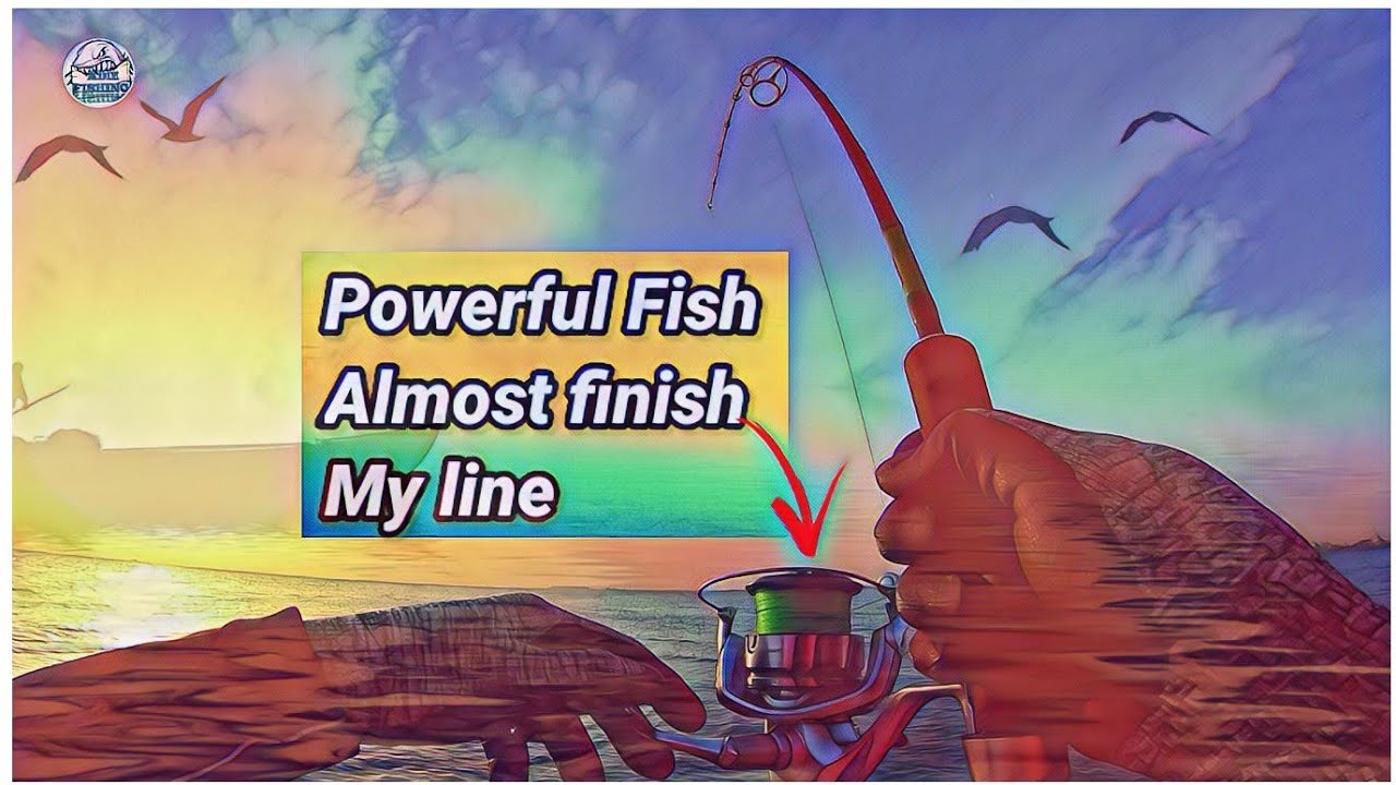 Massive powerful fish | fishing in Qatar | Qatar fishing #bigfish # ...