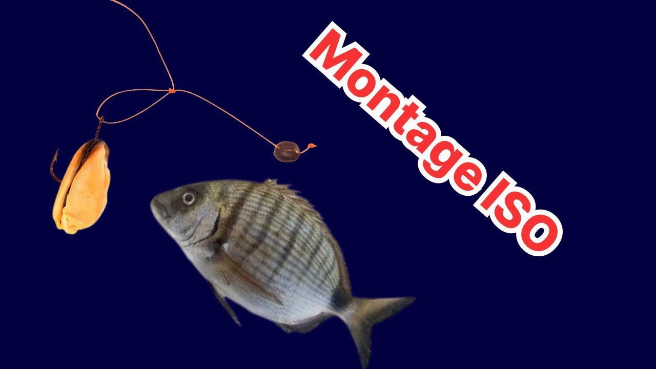 ISO Fishing 👉 Montage hameçon et plomb 🦐 - YouTube