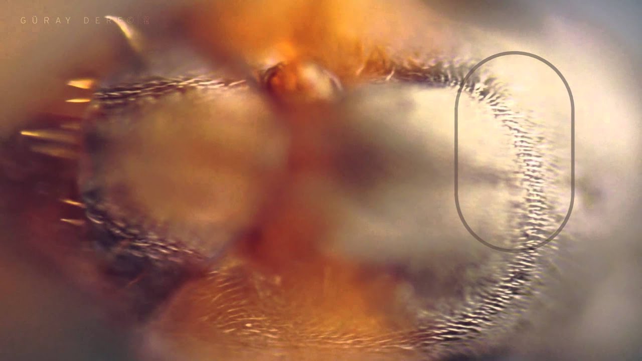 Microscope lens 20X magnification and vibration issues - YouTube