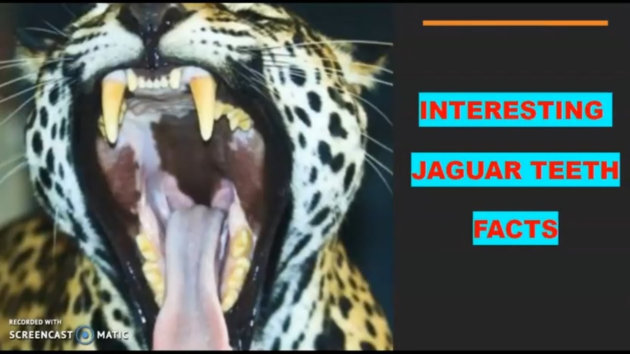INTERESING JAGUAR TEETH FACTS😃😃 - YouTube