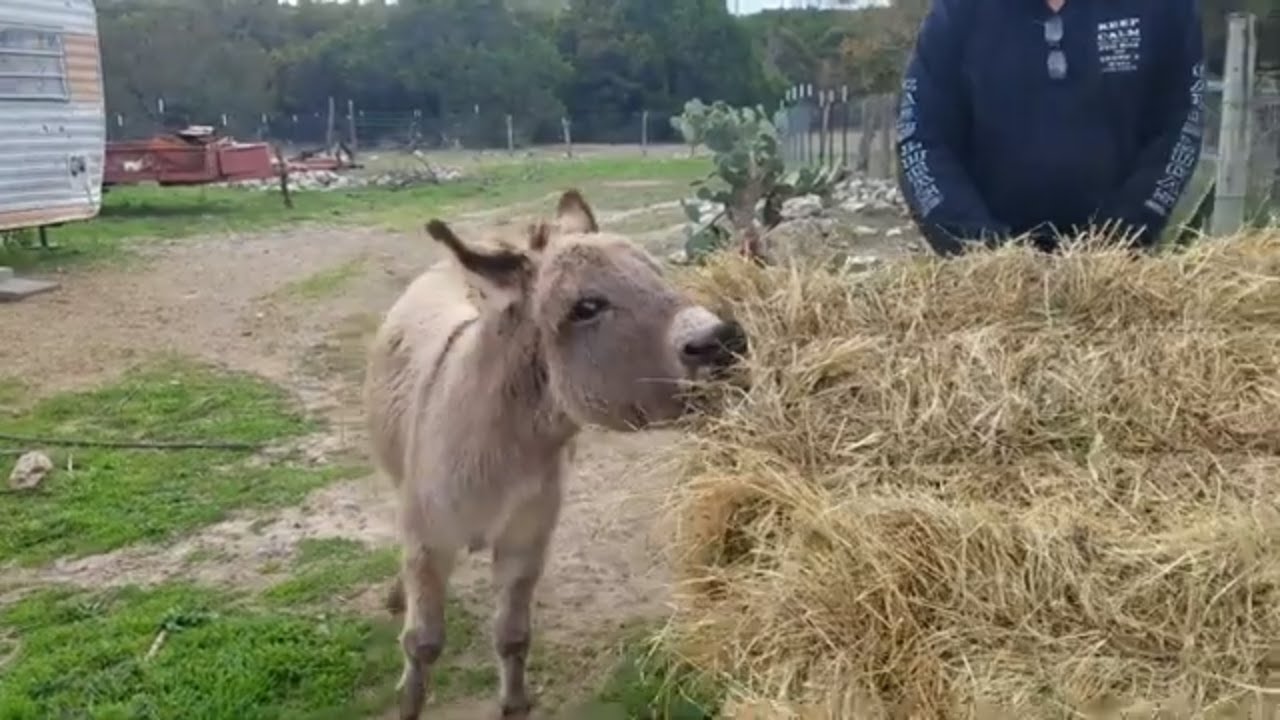 Excited Donkey Video, Impatient pet donkey - YouTube