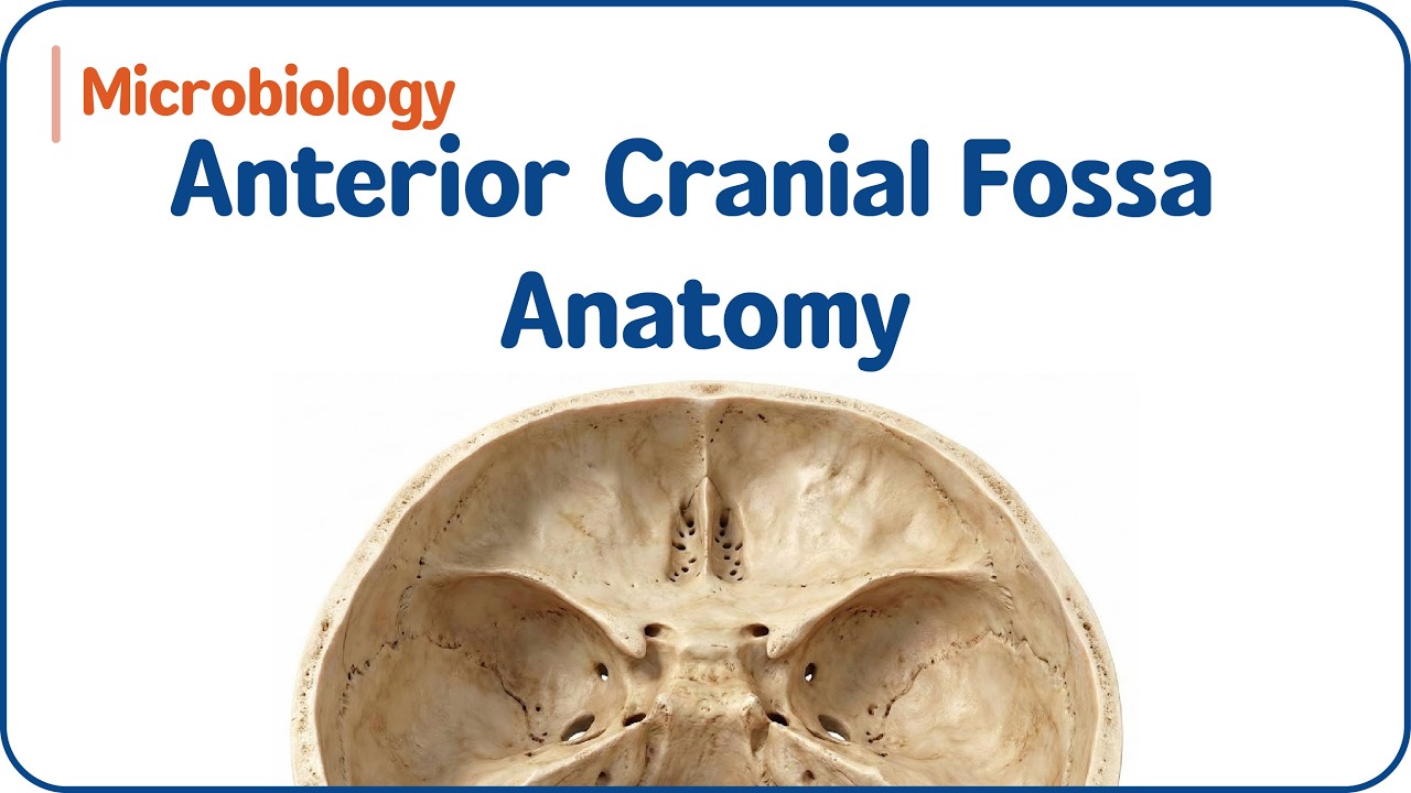 Anterior Cranial Fossa Diagram
