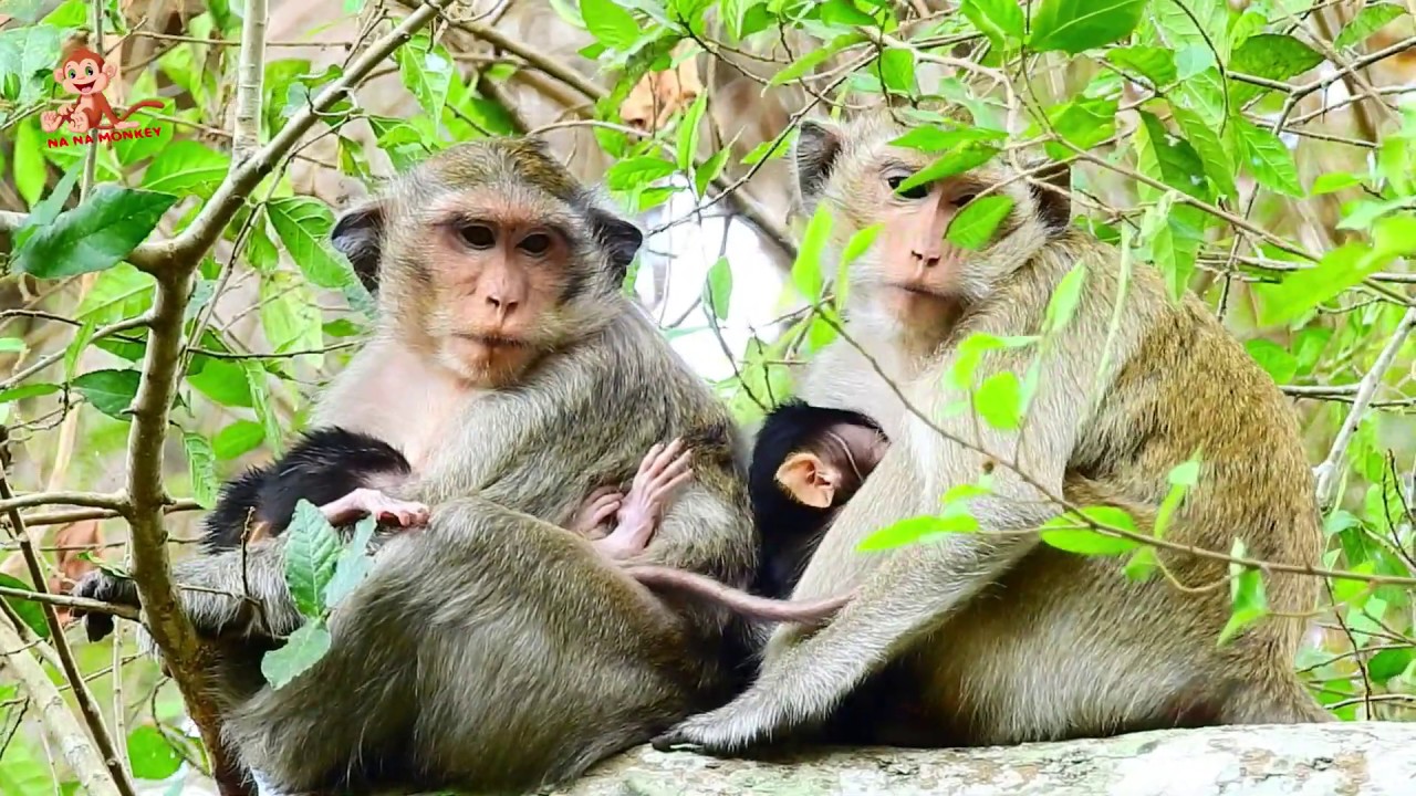 Two Mother Monkey with 3 Baby Monkey, - YouTube
