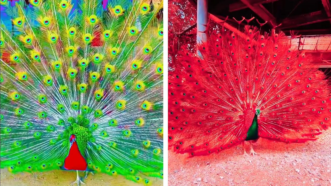 How Peacocks Flaunt Their Feathers: A Stunning Display of Beauty #20 ...