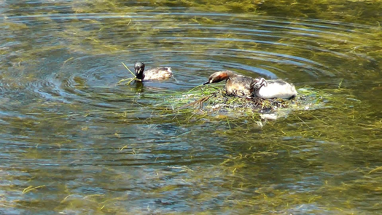 Australasian Grebe ducks building and nesting on floating nest in ...