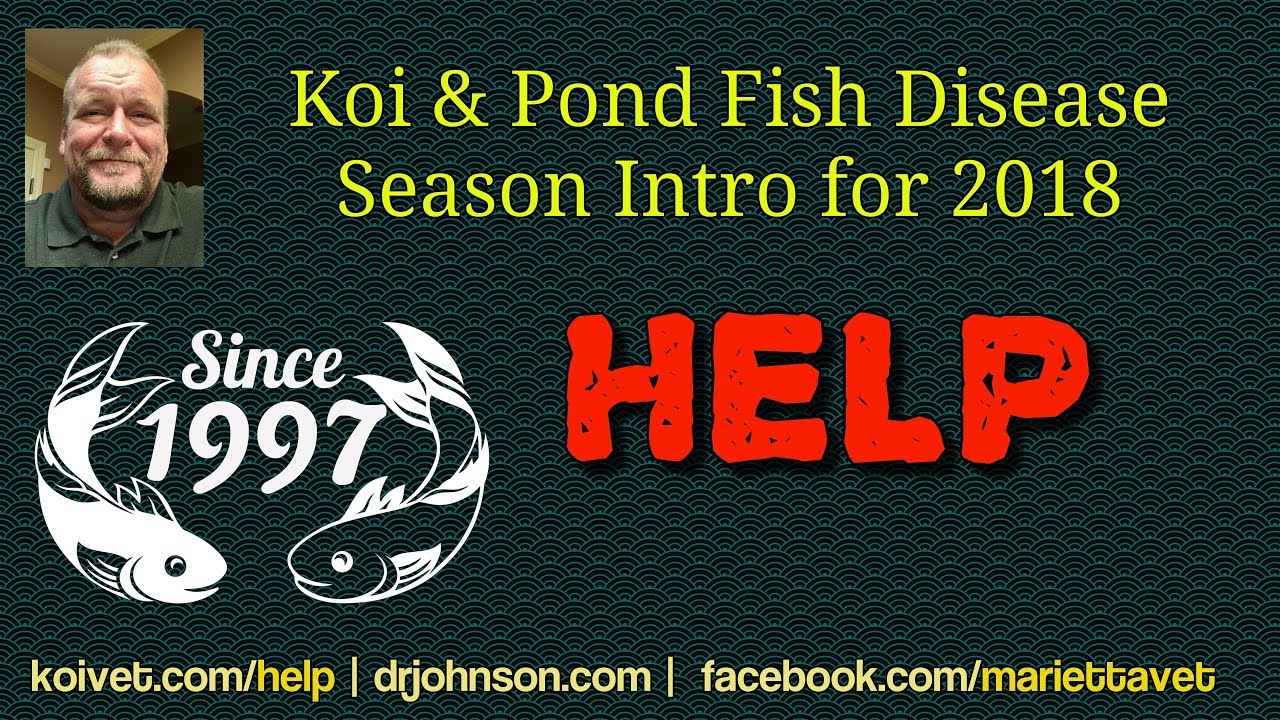 Koi and Pond Fish Disease Season 2018 Introduction What To Do About ...