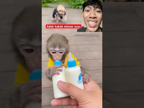 Adek dan kakak minum susu 😂