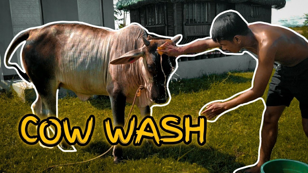 COW WASH - YouTube