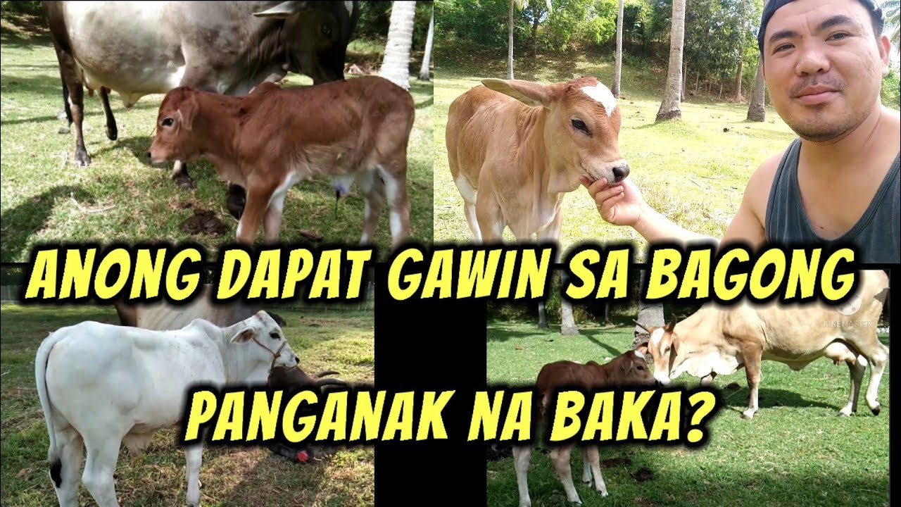 Mga dapat gawin sa bagong panganak na baka | Cattle farm - YouTube
