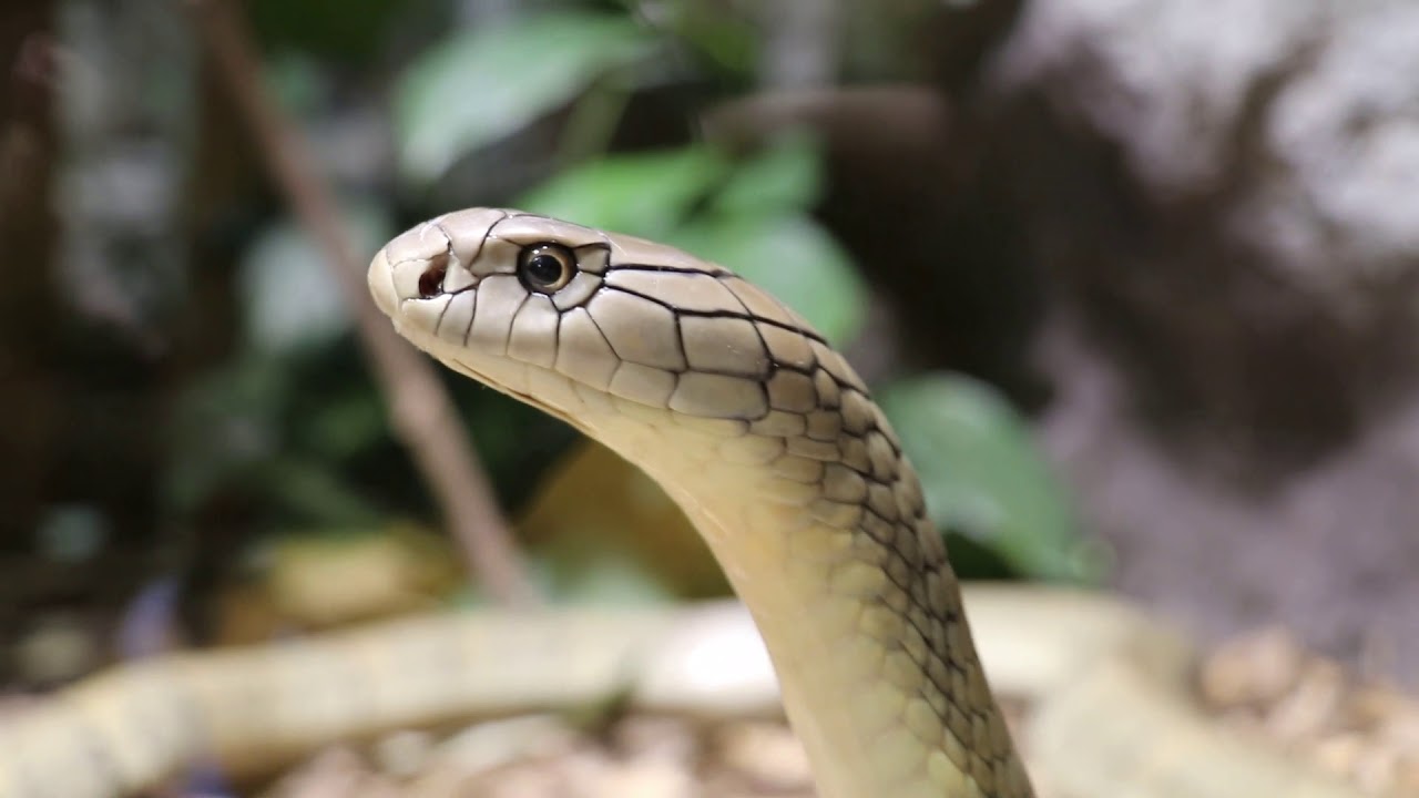 Baraag Kobraarcane Black and white attitude