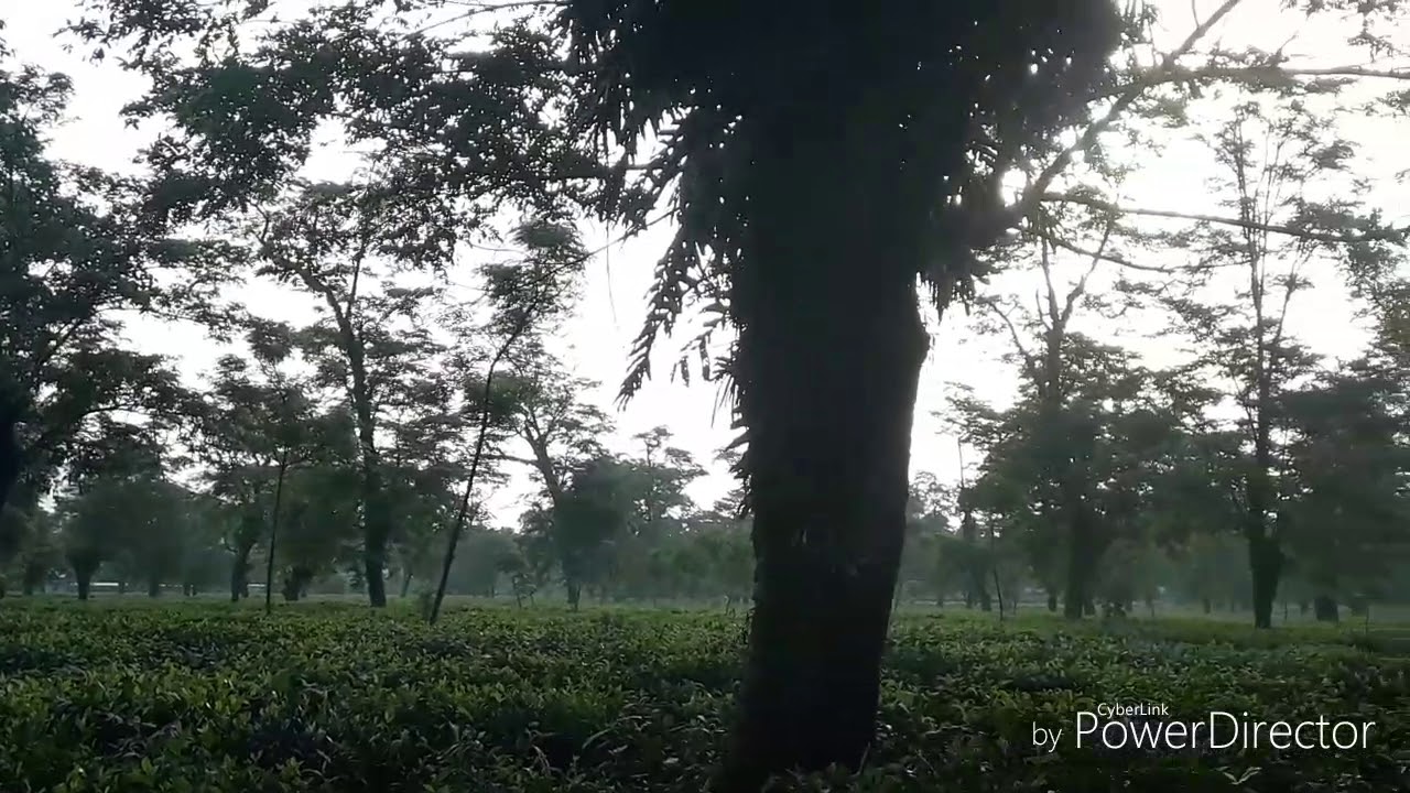 Morning view from Banarhat Tea Garden - YouTube