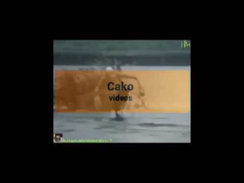 Mırt videolar.