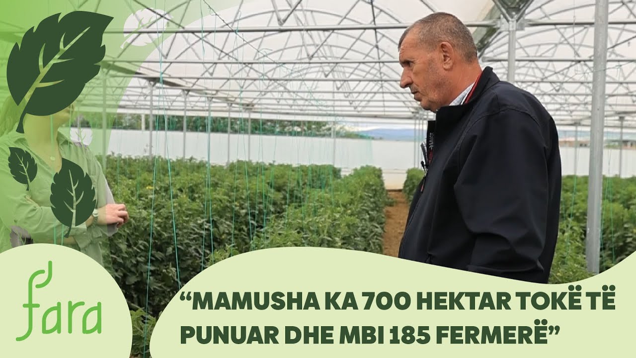 Mamusha ka 700 hektar tokë të punuar dhe mbi 185 fermerë. Vetëm domate ...