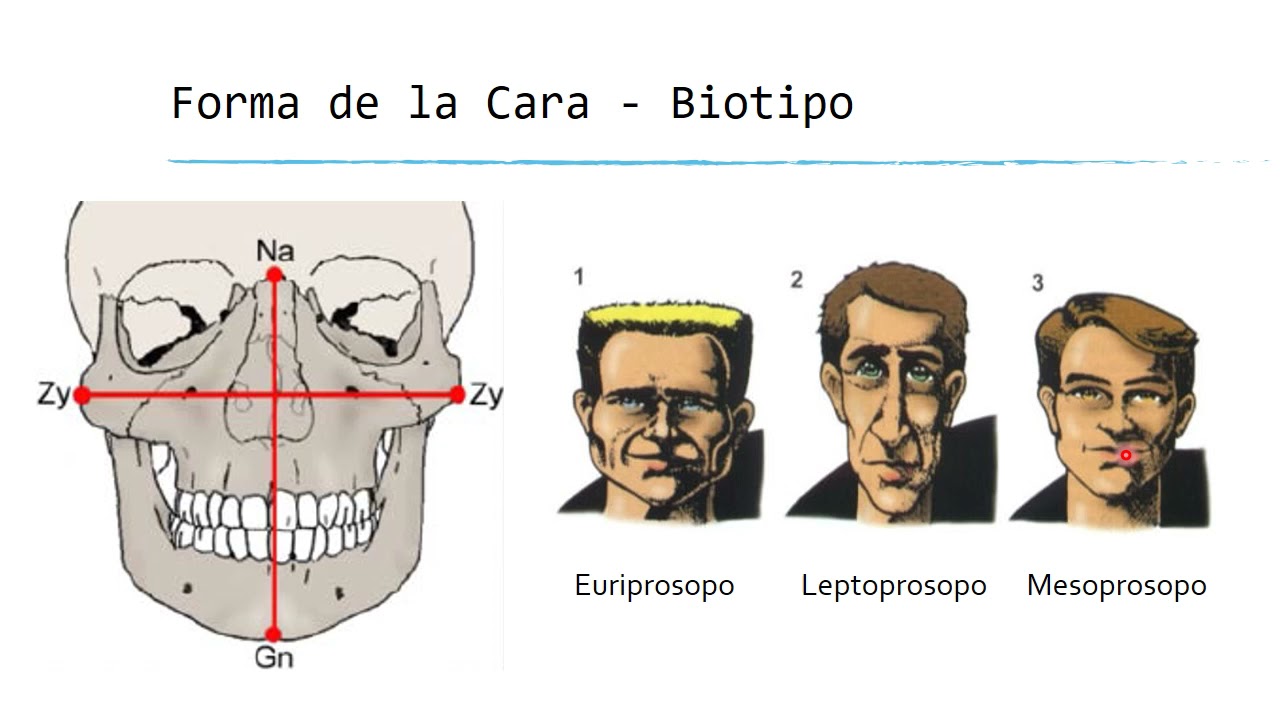 Teórico - Relaciones del Cráneo y Cara - Anatomía - YouTube