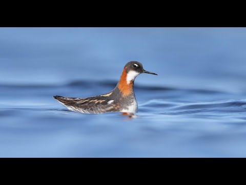 Life of Red-necked Phalarope #animal #birds #gockhuat - YouTube