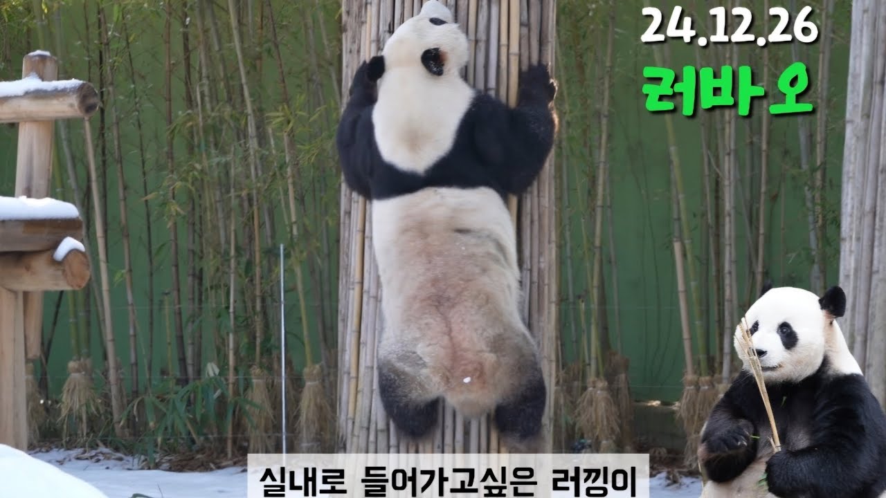 2024.12.26 러바오 lebao - YouTube