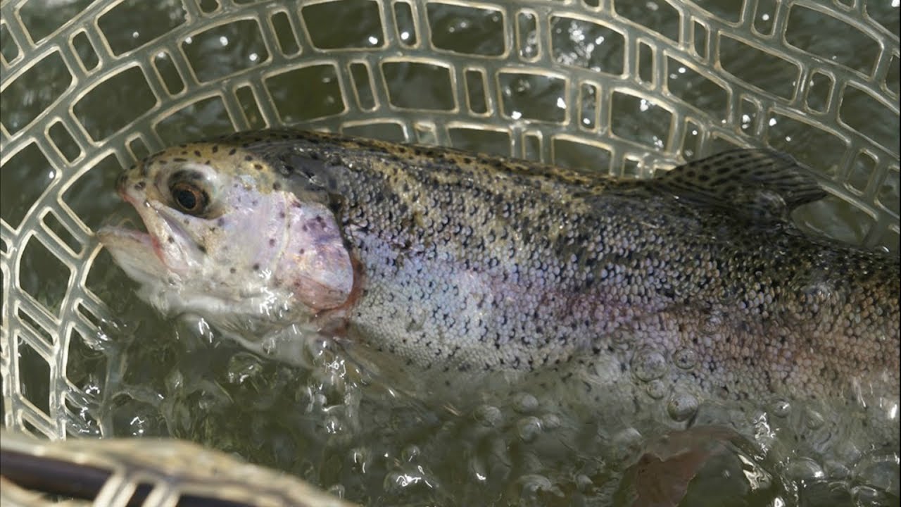 NYMPH Fishing a Small Stream (Aggressive Rainbows) - YouTube