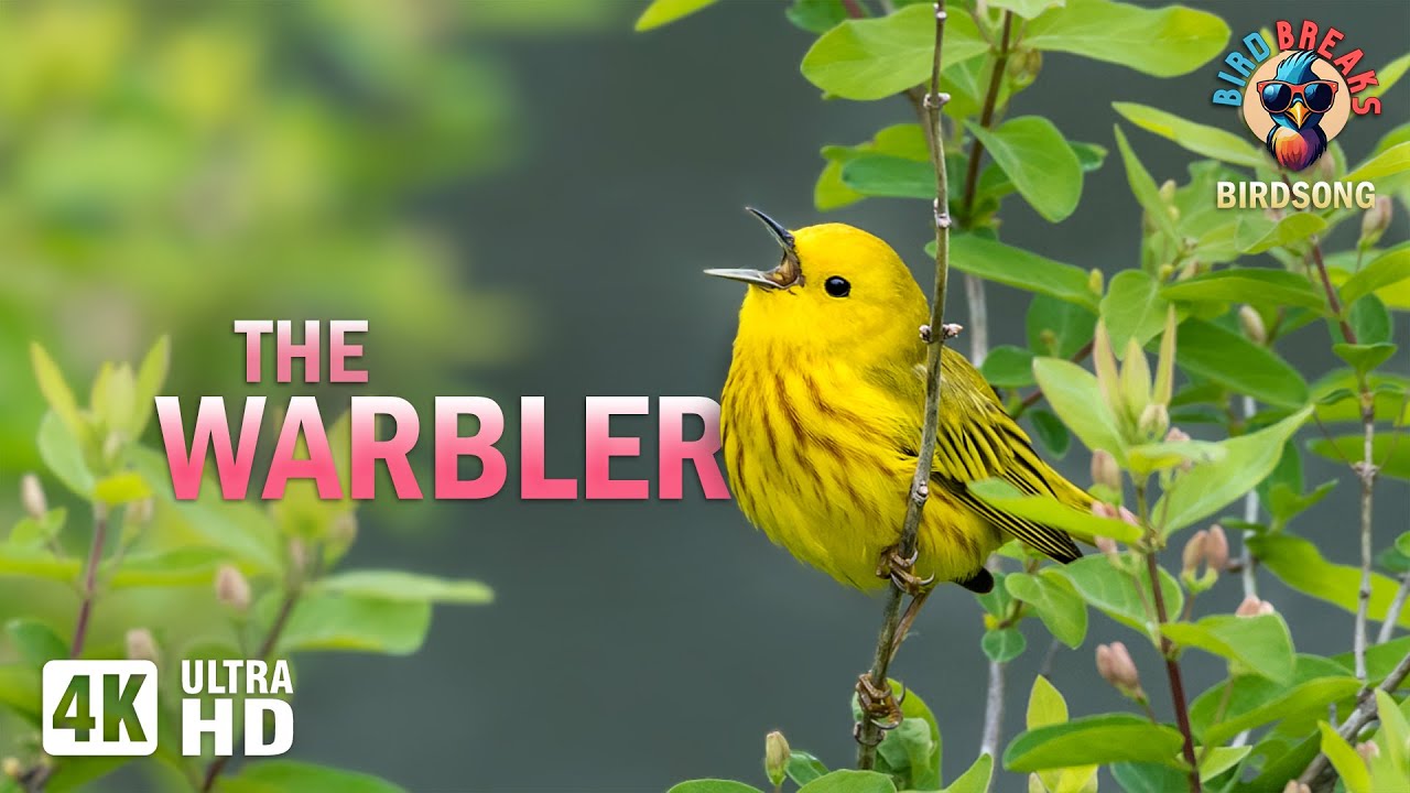 Warblers in 4K: A Symphony of Color and Birdsong - YouTube