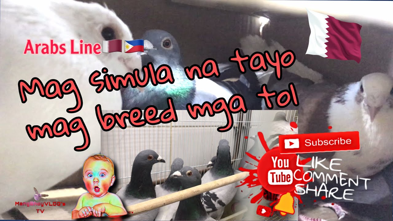 IT'S BREEDING TIME!!!😅🇶🇦🇵🇭🕊 - YouTube