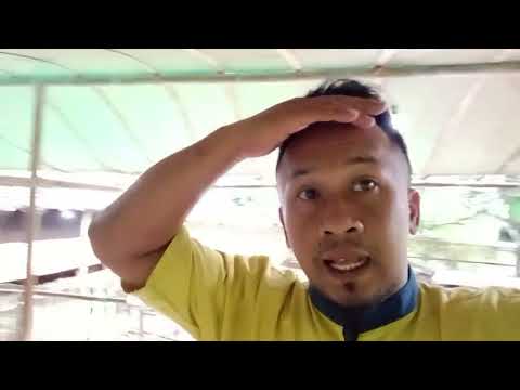 Bersih bersih kandang sekalian mandikan bebek