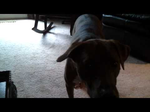 Dog Afraid of Bananas