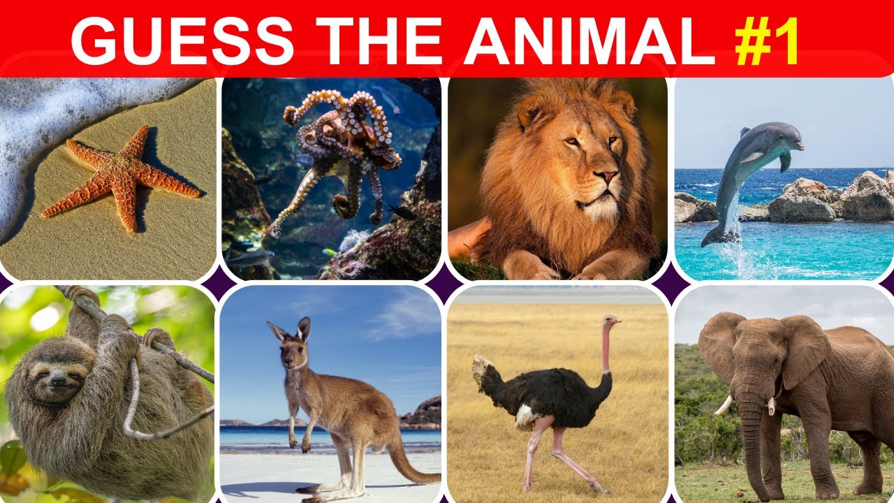 🐾 Guess the Animal Challenge #1 🦁 | Guessing - YouTube