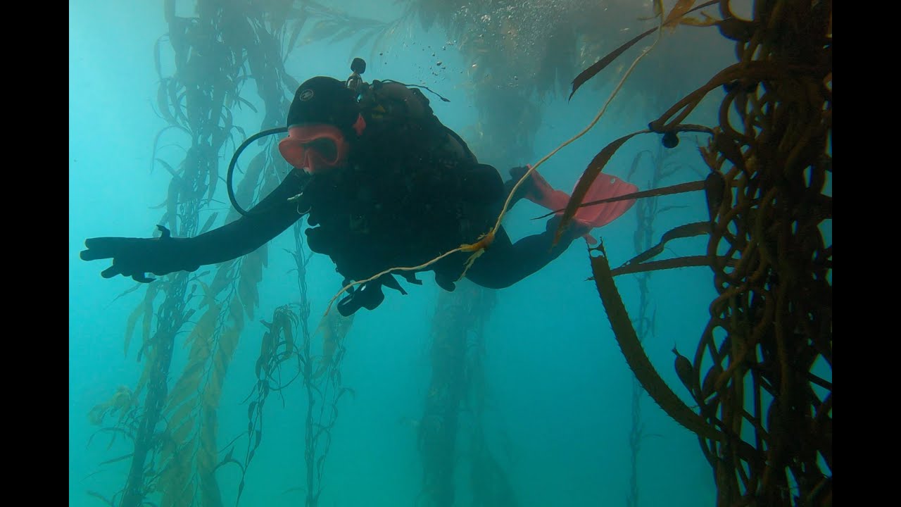 Monastery beach dive in Carmel California - YouTube