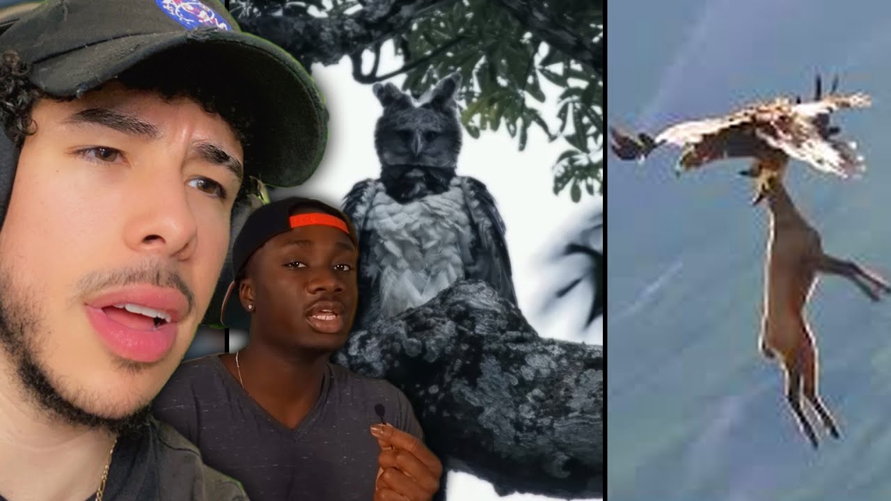 HUNTING HABITS OF THE MOST EVIL BIRDS | Casual Geographic Reaction ...