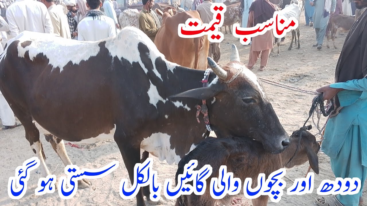 Muhammad Pur Cow Mandi 2024 || Low Rate Milk Cow (14.11.24) - YouTube