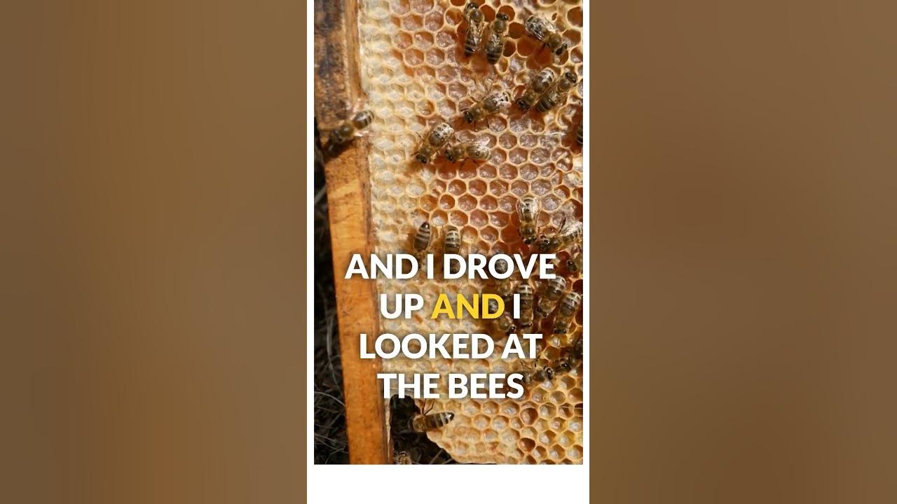 Buckfast bees robbing out Carniolan bees #beekeeping - YouTube