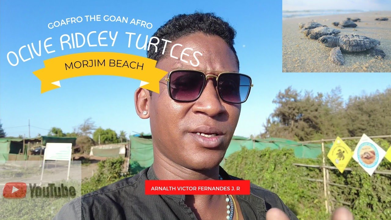 TURTLE BEACH •||• OLIVE RIDLEY TURTLES •||• MORJIM BEACH •||• NORTH GOA ...