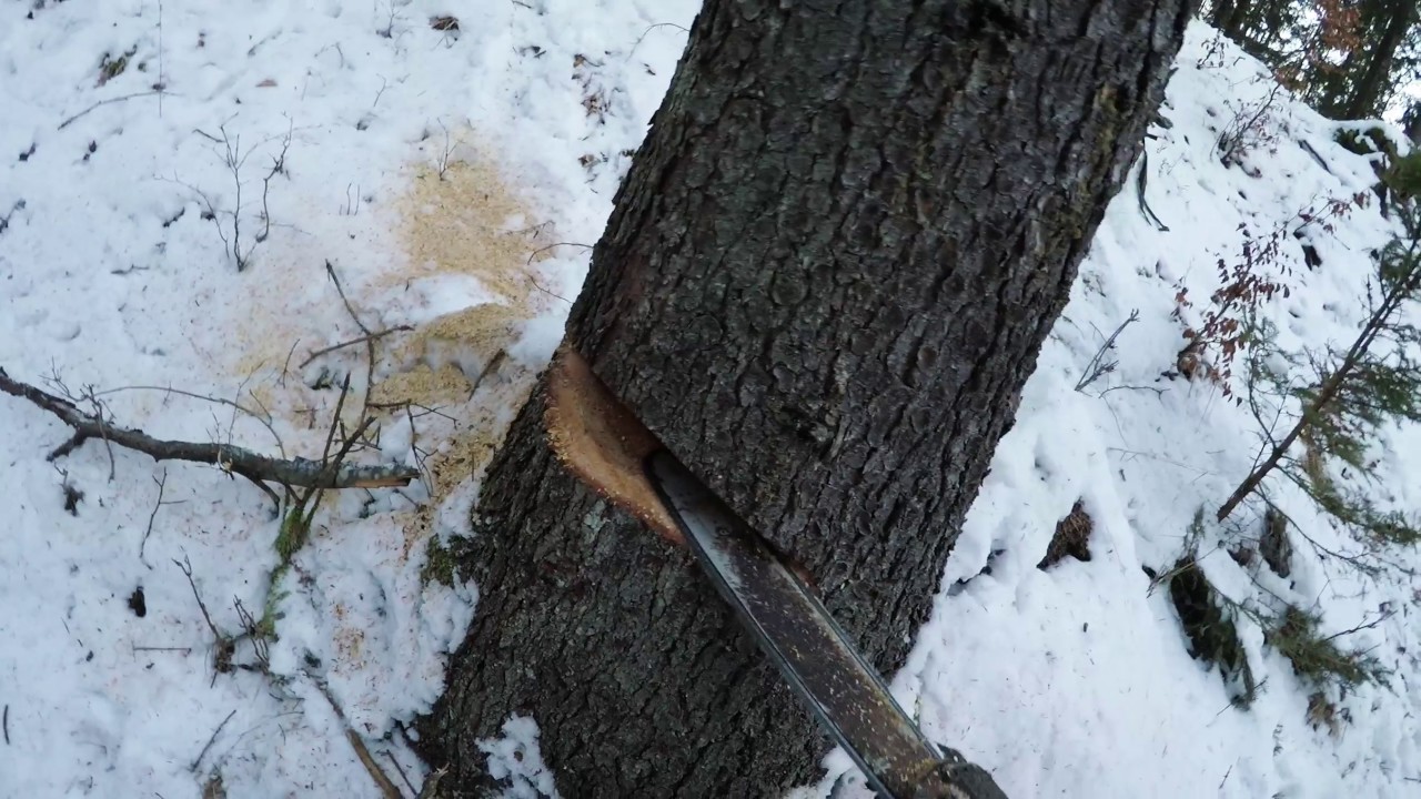 Felling rotten spruce - YouTube