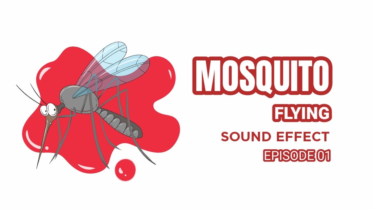 Mosquito flying Sound effect ( New Sound effect ) Creative Common ...