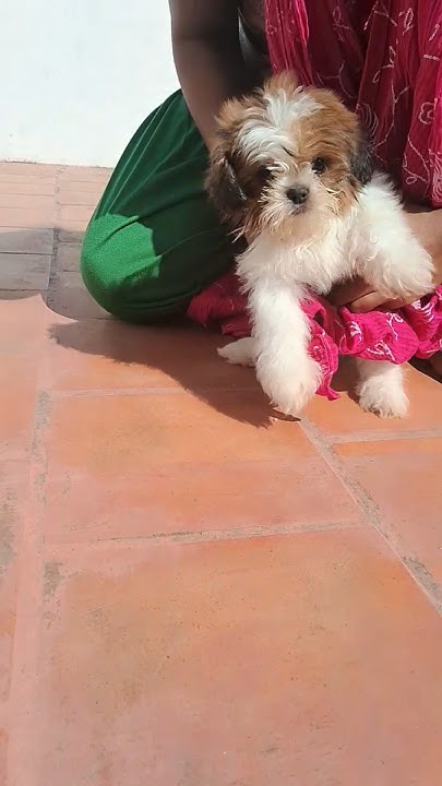 #shortsviral#cute#shihtzu#puppy#cutedog#shorts#trendingshorts#shortsfeed#dog#dogshorts#pets# ...