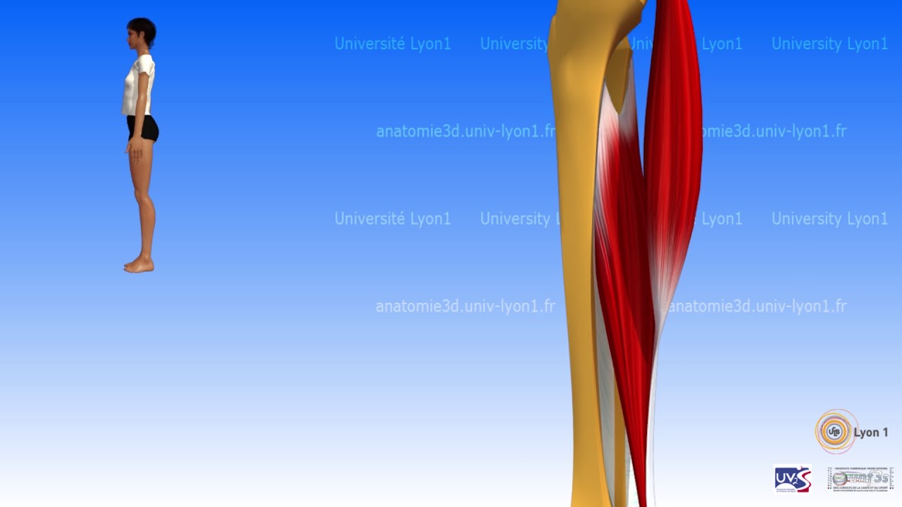 The triceps - YouTube