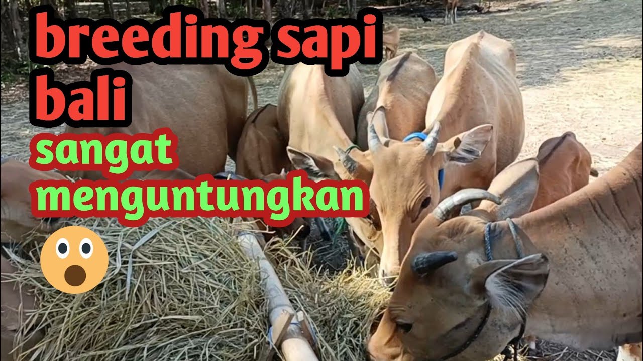 breeding sapi bali#sapi#viral#cow@pandofarm4506 - YouTube