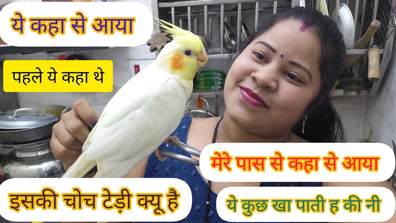 new member ab hum 4 se 5 hogye मेरे 3 bachche🦜🦜 - YouTube