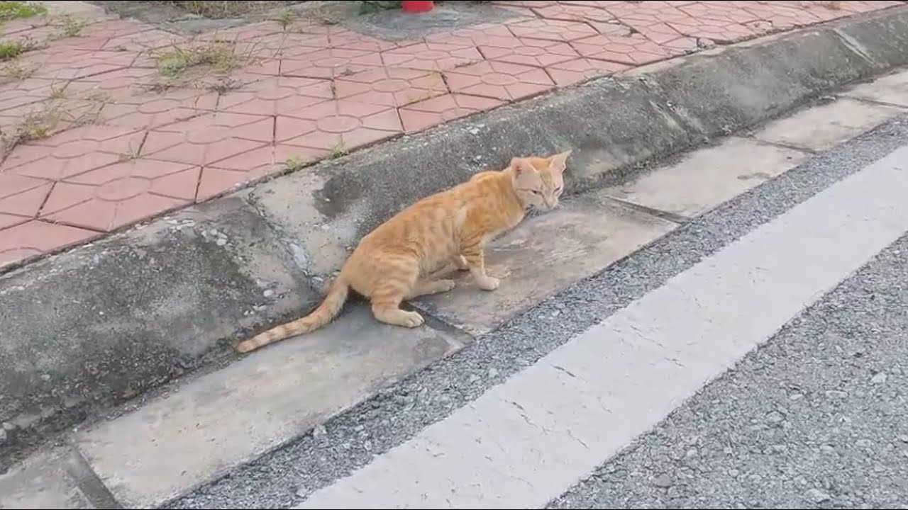 The cruel owner abandons the crippled Cat. Survival in the ultimate ...