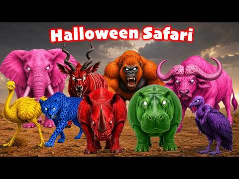Halloween Safari Colorful Animals Song 🐘 Animal Sounds for Babies 👶 LittleKidsTV 