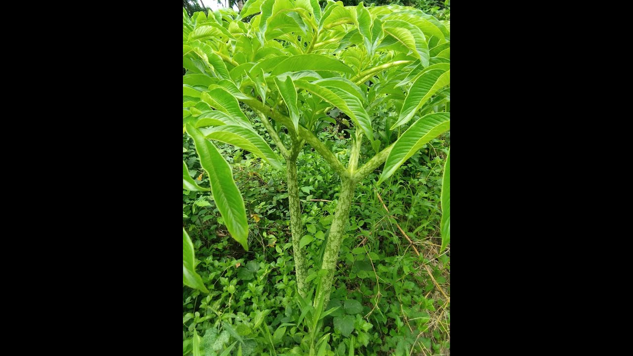 Pungapong or Elephant Foot Yam #short - YouTube